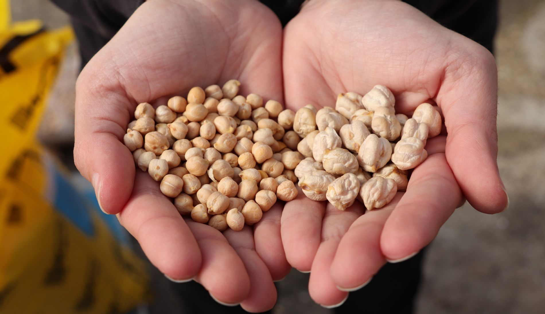 Proyecto Go Tecnogar Innovación En El Cultivo Del Garbanzo