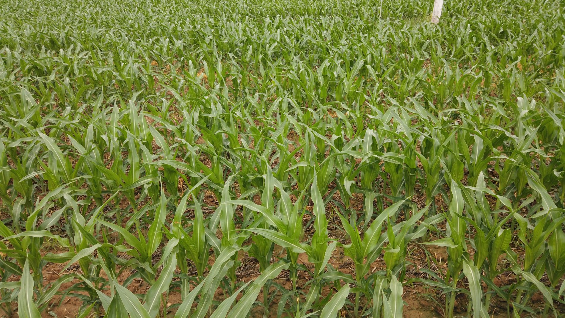 Polysulphate, el fertilizante natural exclusivo de ICL que aporta los ...
