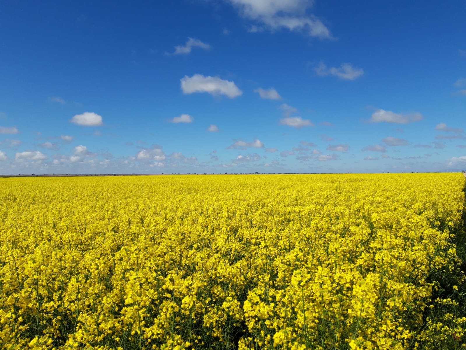 Nergetic Dynamic DS+, el fertilizante que aporta nutrientes al cultivo ...