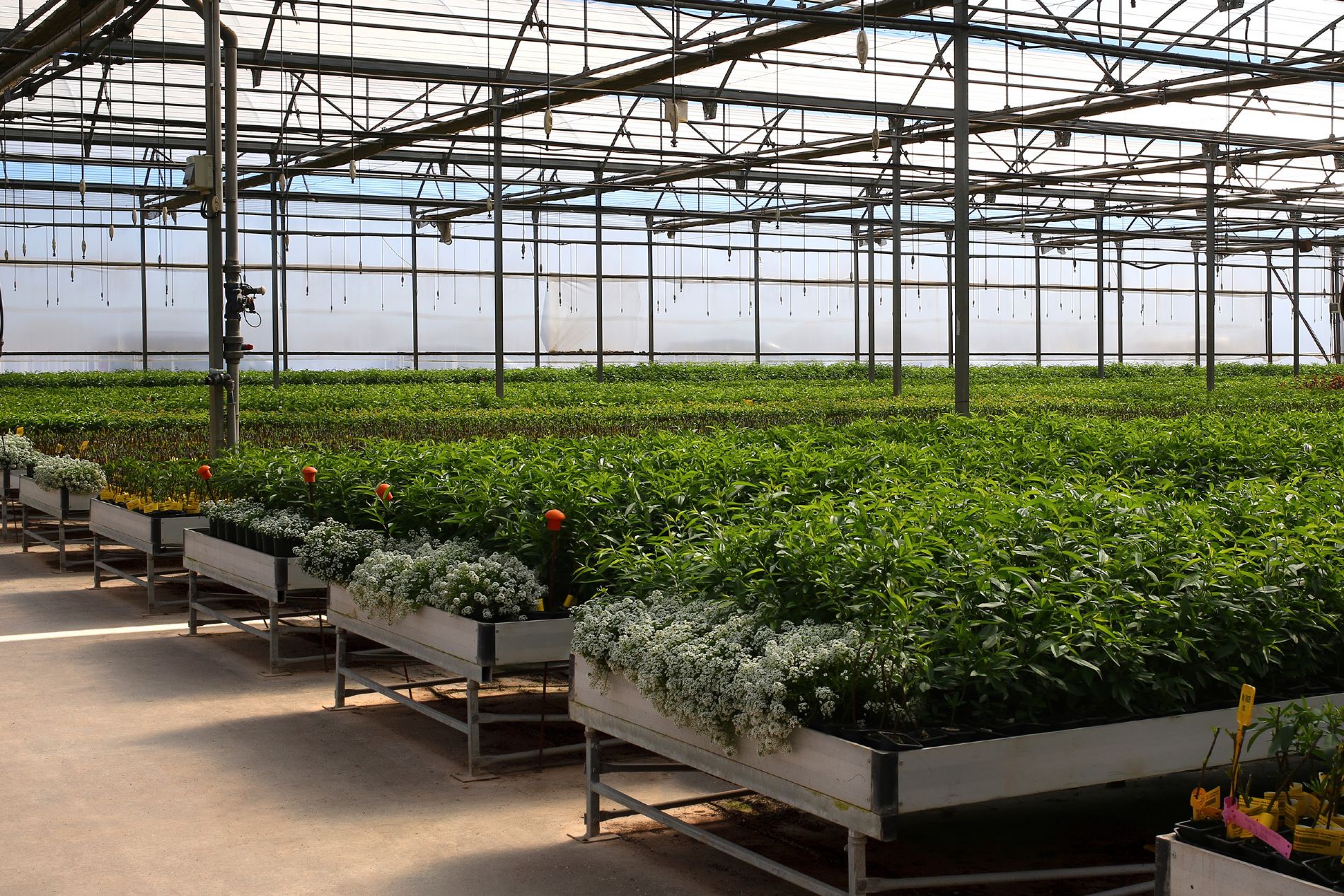 Una década siendo pioneros en control biológico en vivero de frutales