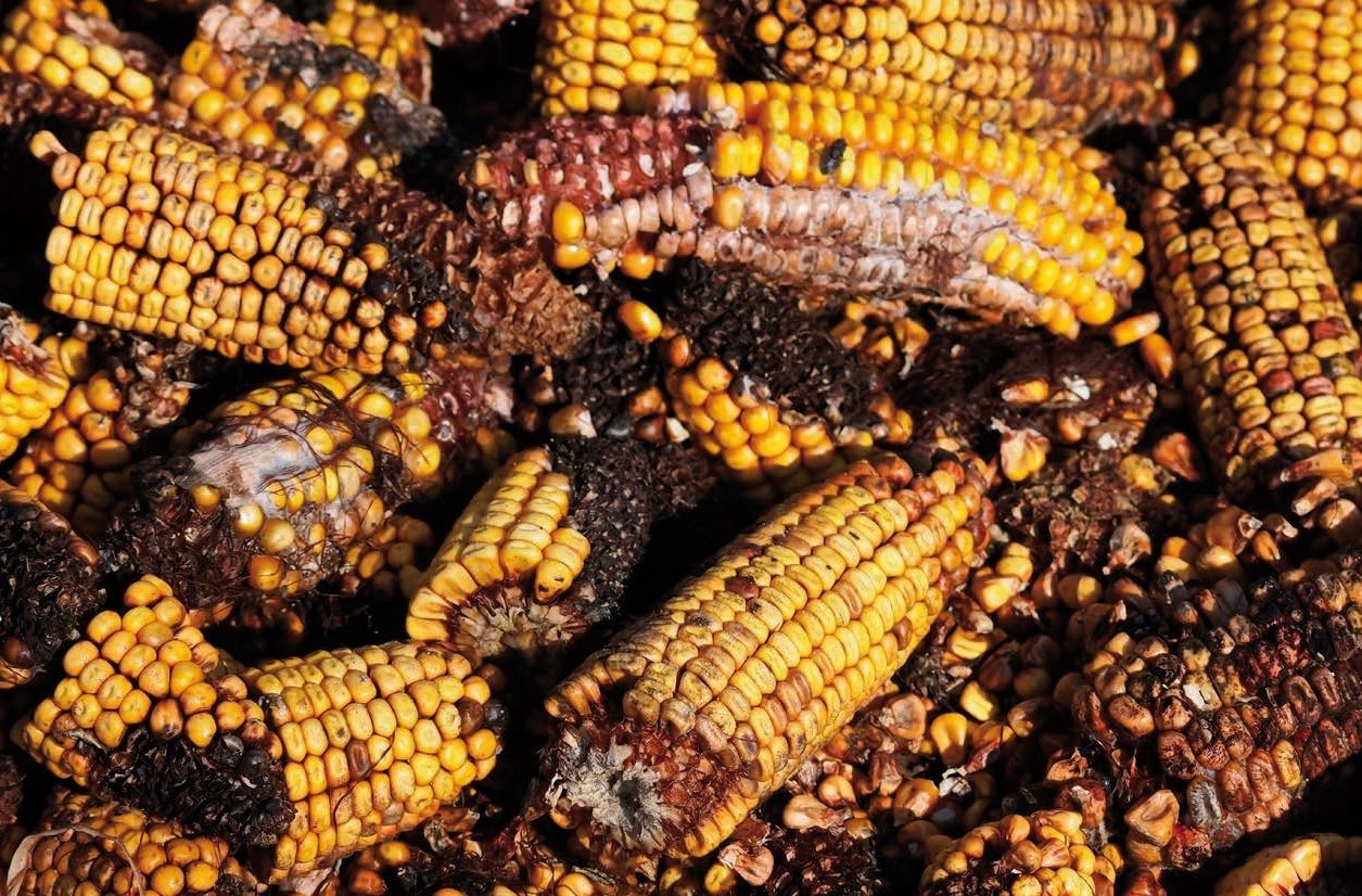Aflatoxinas en maíz. Buenas prácticas agrícolas