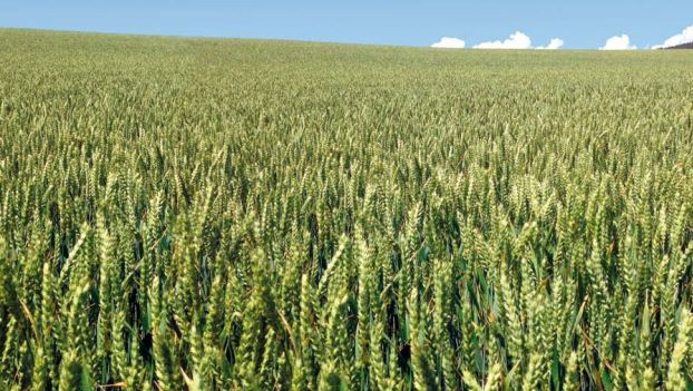 ANOVE y Kreab volcados con la mejora vegetal