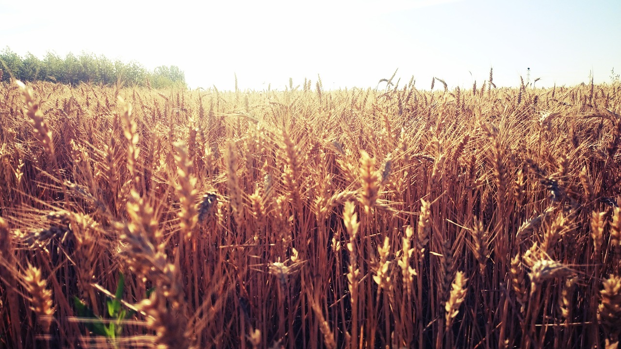 Lleno total en Demoagro 2023