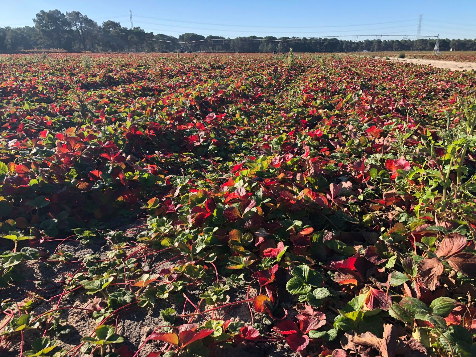Castilla y León y Andalucía, la combinación perfecta para el cultivo de ...